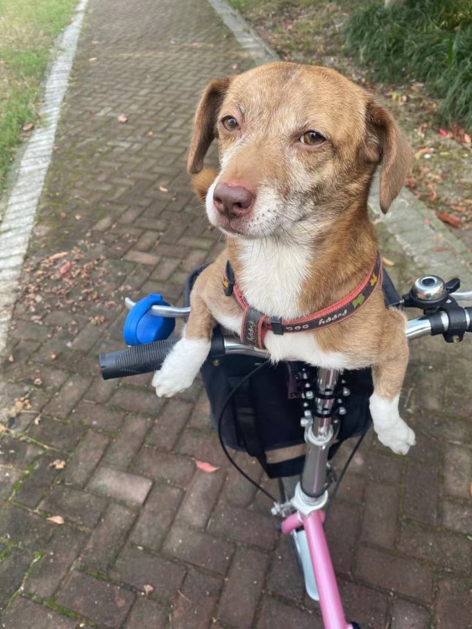 GOGOBIKE折叠车怎么样 Gogobike最好用的迷你自行小车_什么值得买