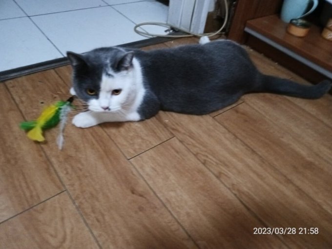 云顶星猫咪干粮怎么样 之前找~买的，贵几十块钱还没有..._什么值得买