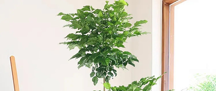 如何把幸福树养出“美感”，除了“养”以外，还要学会“造型”_鲜花绿植_什么值得买