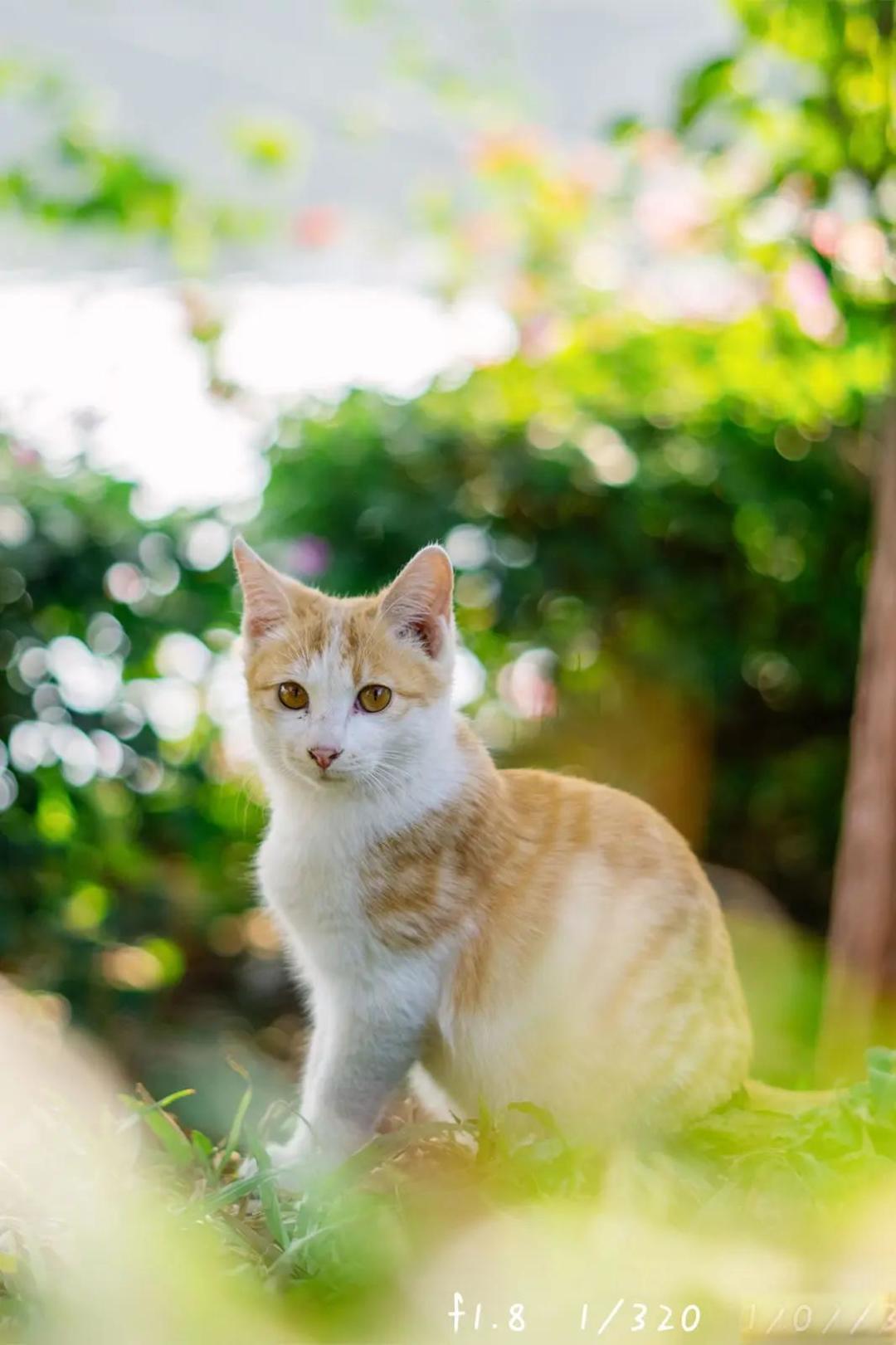 尼康Z63与索尼A7C2全面对比与选择指南：哪款更适合你？_无反相机_什么值得买